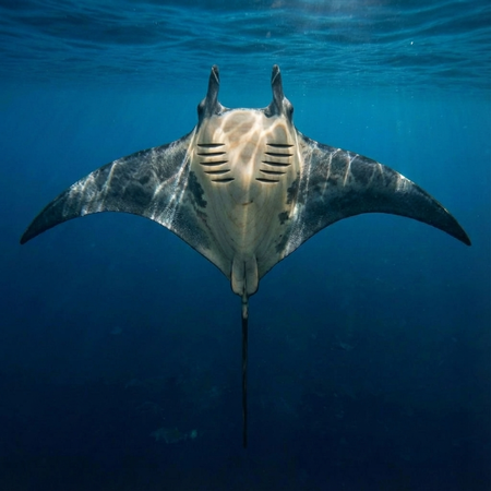 Handmade - Manta Ray Wooden Automaton – Manta Motion